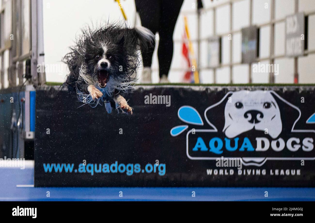 Dock diving dog hi-res stock photography and images - Alamy