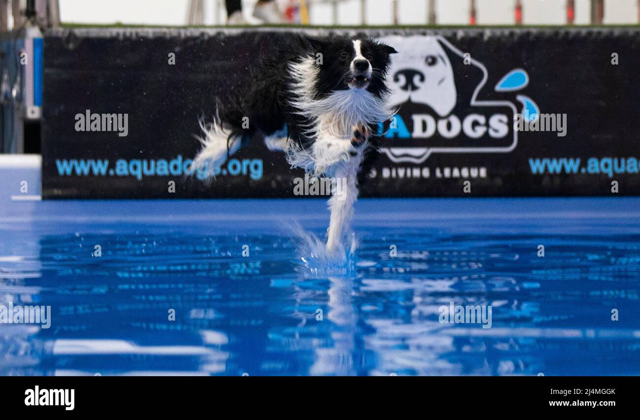 Mississauga, Canada. 16th Apr, 2022. A pet dog jumps into a pool during ...
