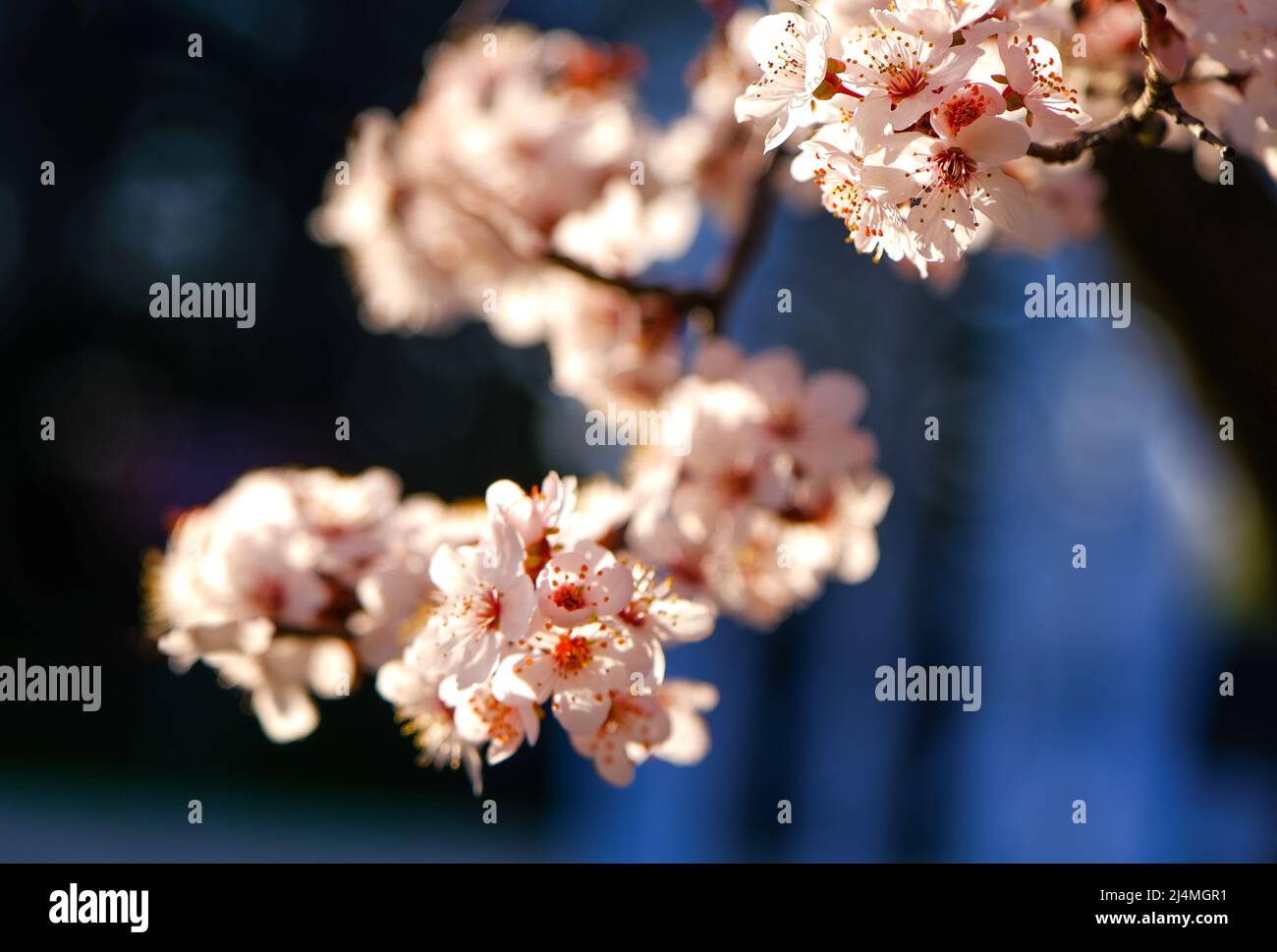 Spring blossom background. Branch with pink flowers Stock Photo - Alamy
