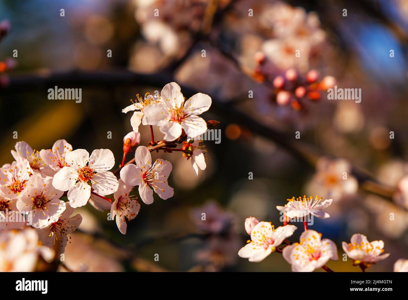 Spring blossom background. Branch with pink flowers Stock Photo - Alamy