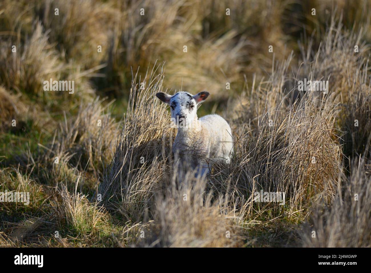 Scottish Blackface lamb Stock Photo - Alamy