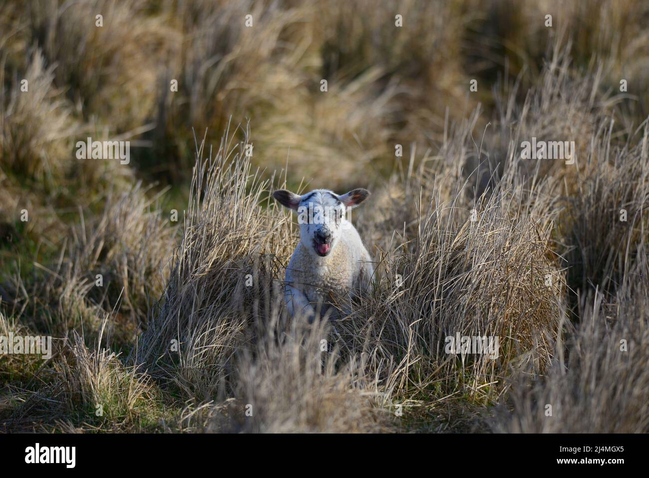 Scottish Blackface lamb Stock Photo - Alamy