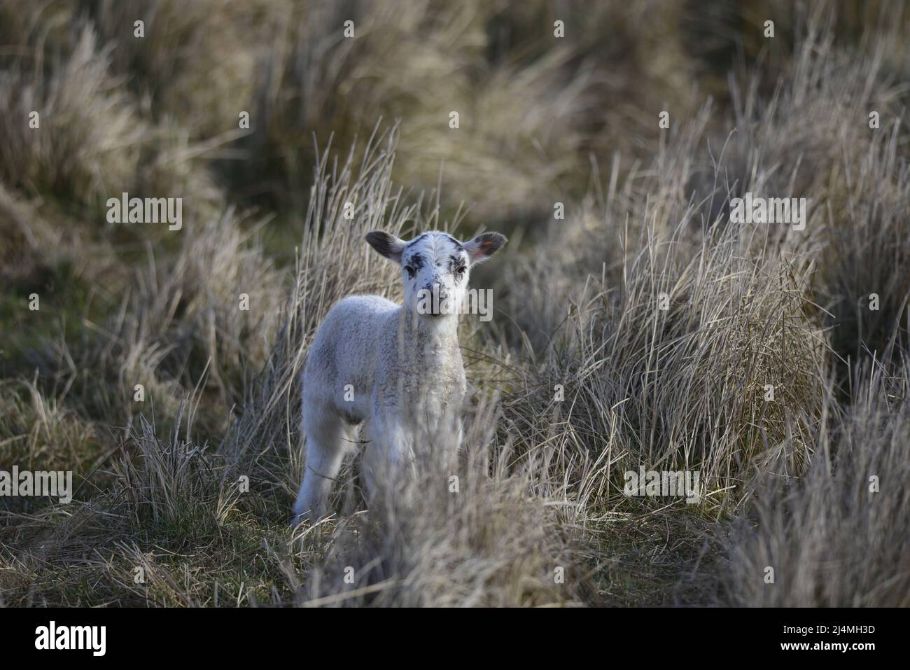 Scottish Blackface lamb Stock Photo - Alamy