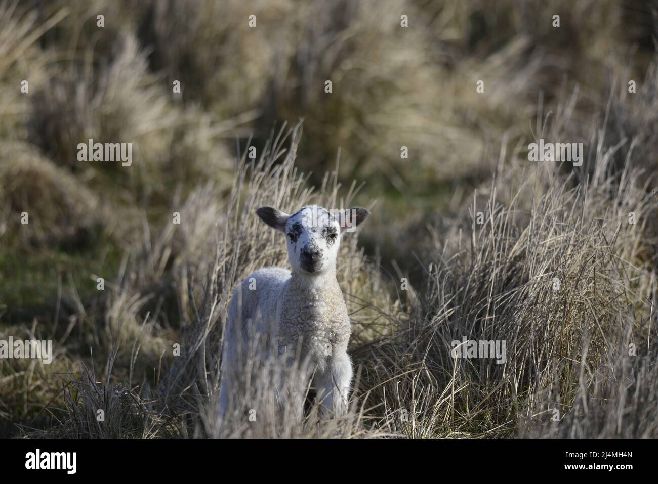 Scottish Blackface lamb Stock Photo - Alamy