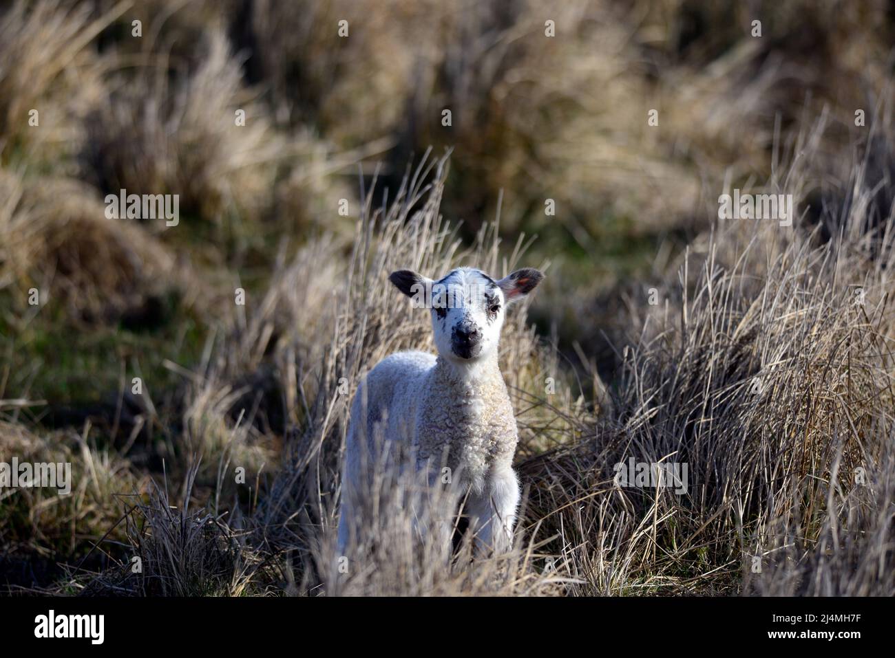 Scottish Blackface lamb Stock Photo - Alamy