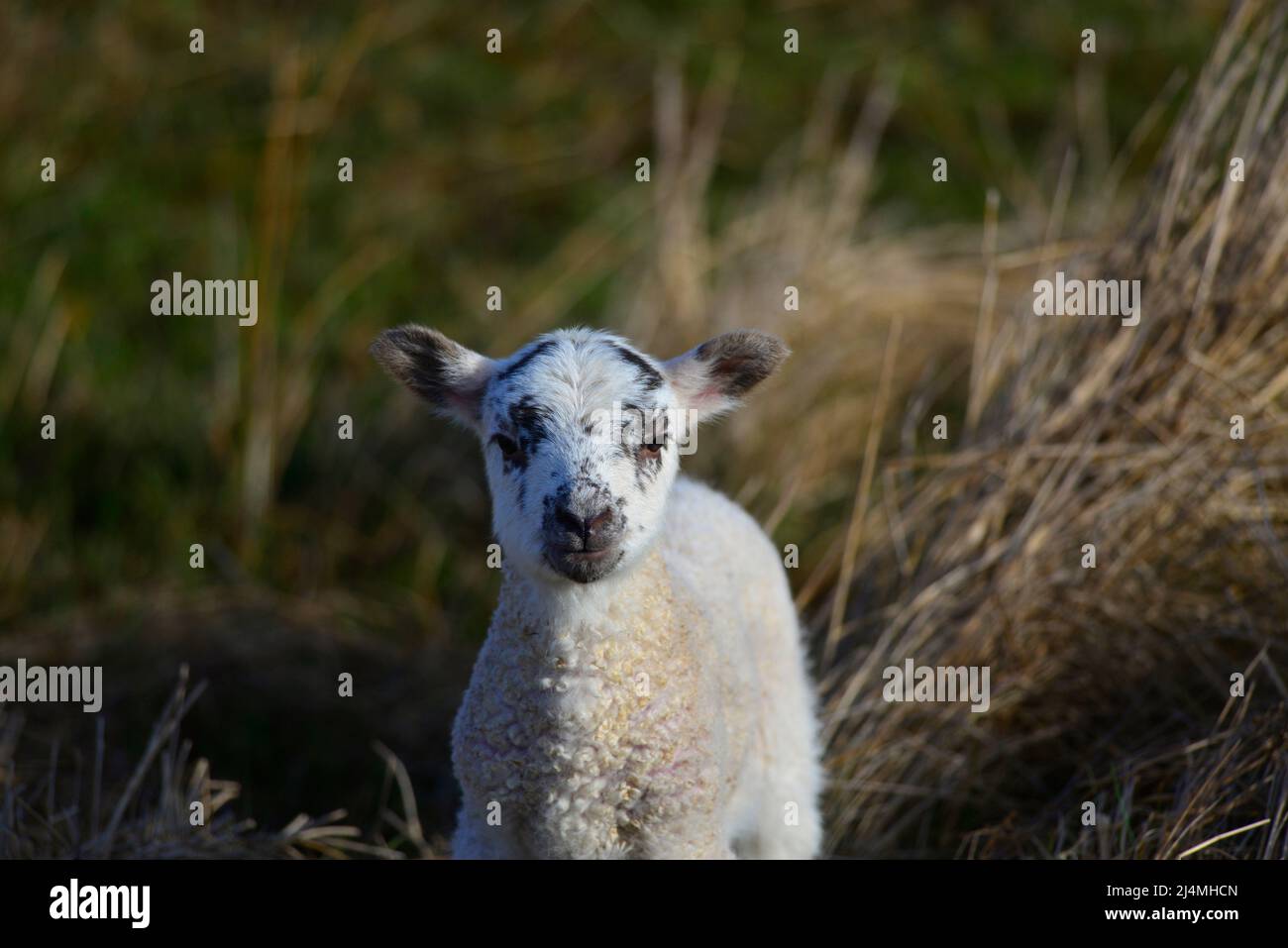 Scottish Blackface lamb Stock Photo - Alamy