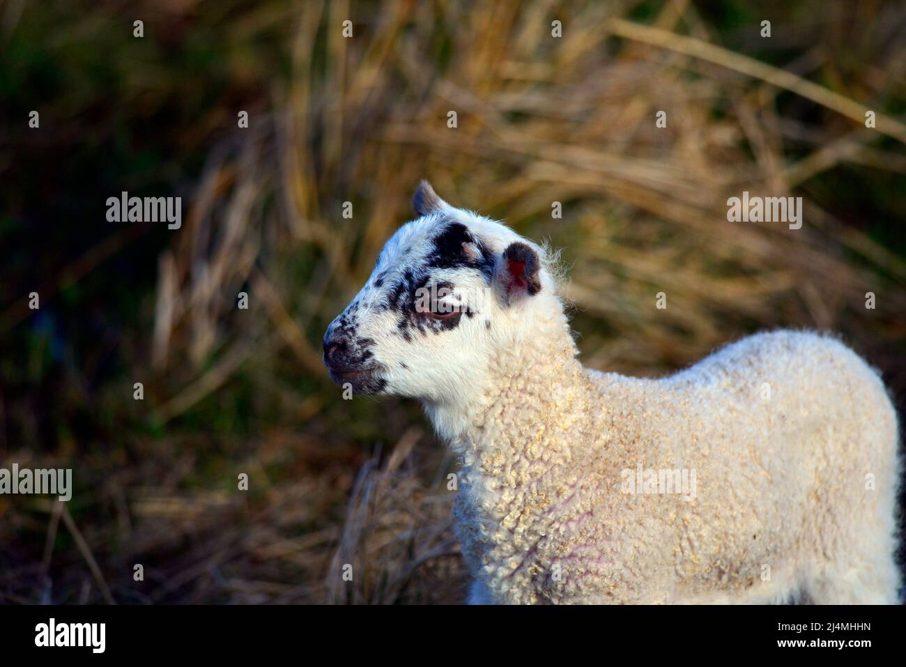 Scottish Blackface lamb Stock Photo - Alamy