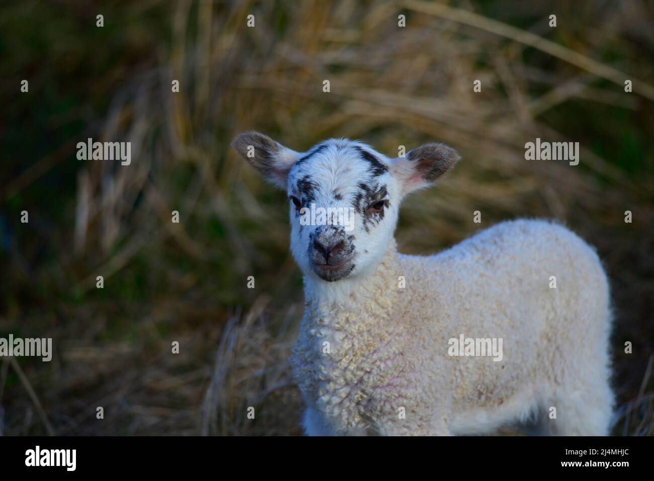 Scottish Blackface lamb Stock Photo - Alamy