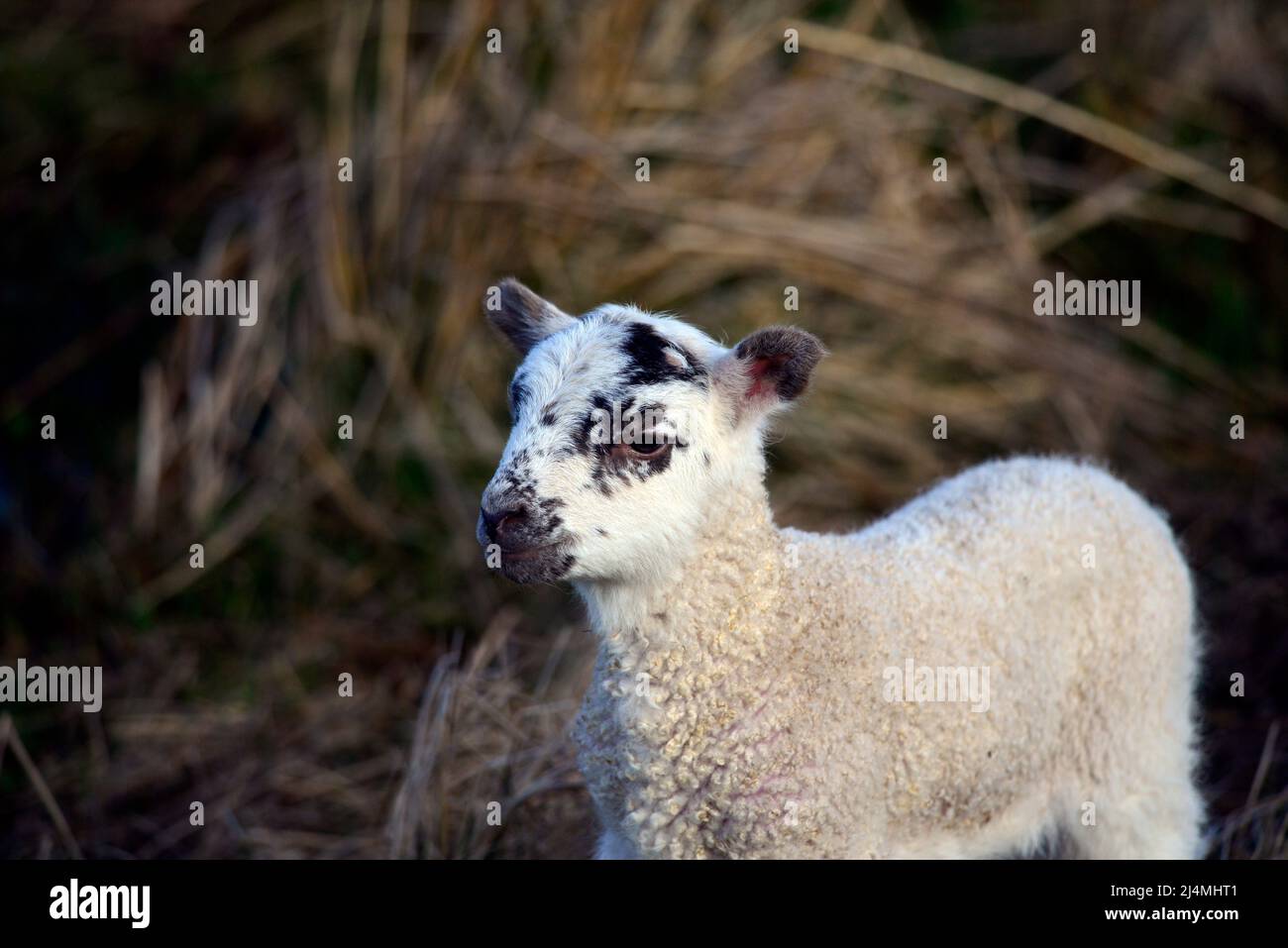 Sheep lambs black white wall hi-res stock photography and images - Alamy