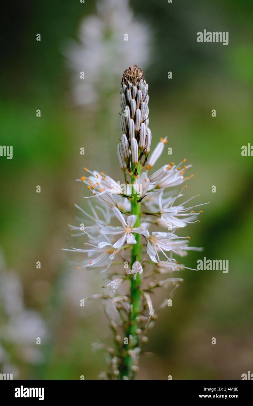 White asphodel plant asphodelus albus High Resolution Stock Photography ...