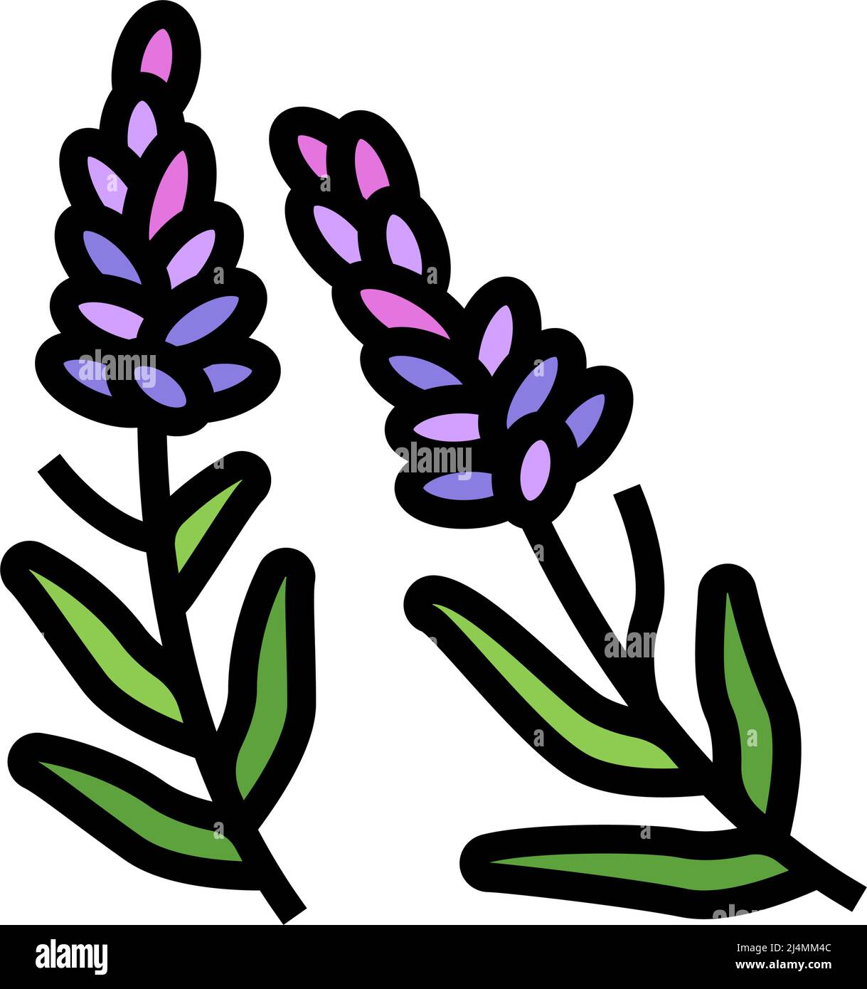 lavender herb color icon vector illustration Stock Vector Image & Art ...