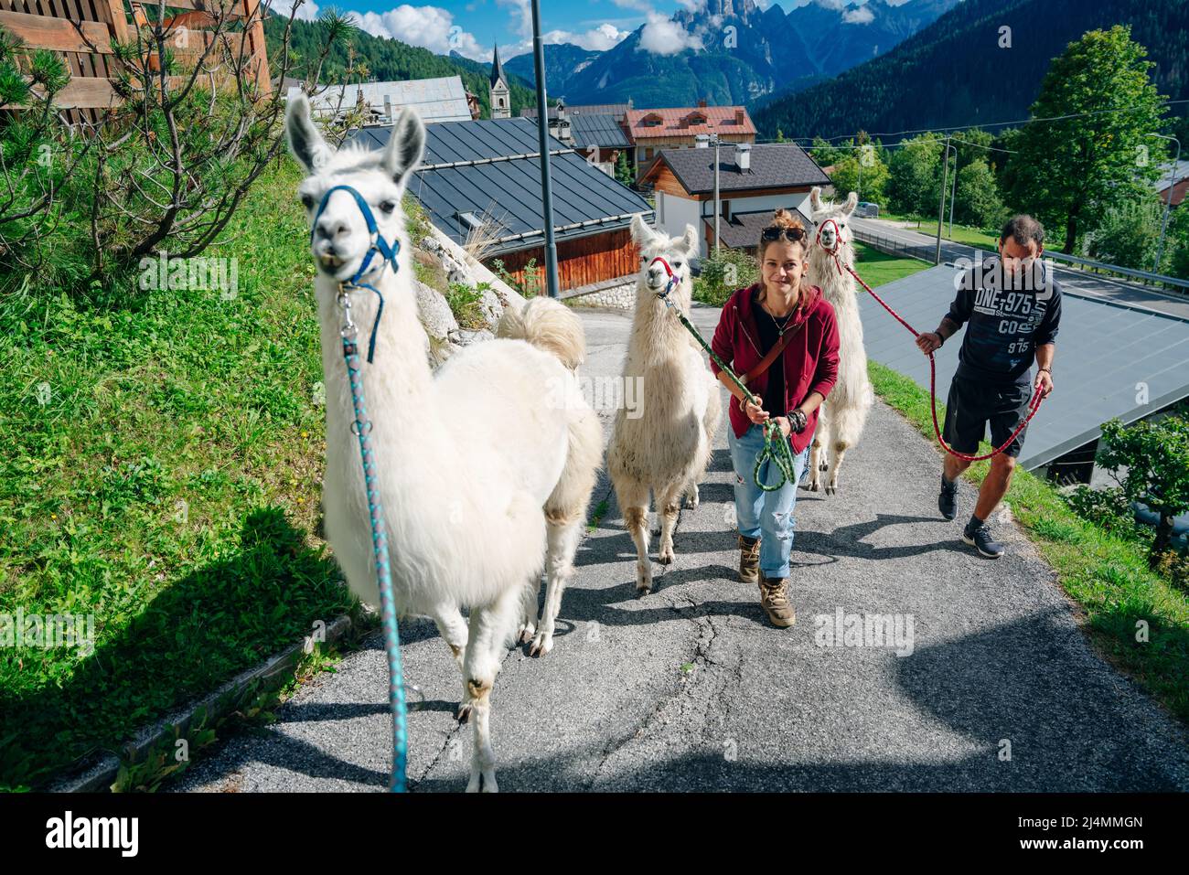 llamas with tourists in alpine village, dolomites, italy - sep, 2021 ...