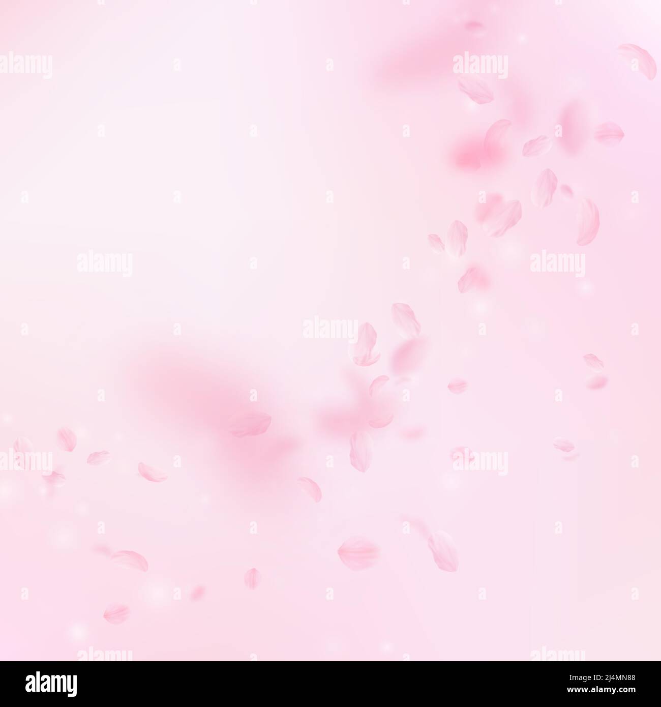 Sakura petals falling down. Romantic pink flowers corner. Flying petals ...