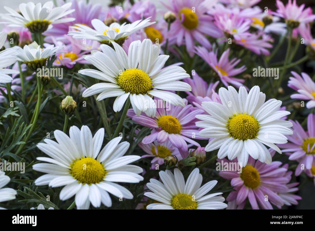 Beautiful two kinds of daisies hanging in a balcony flower pot Stock ...