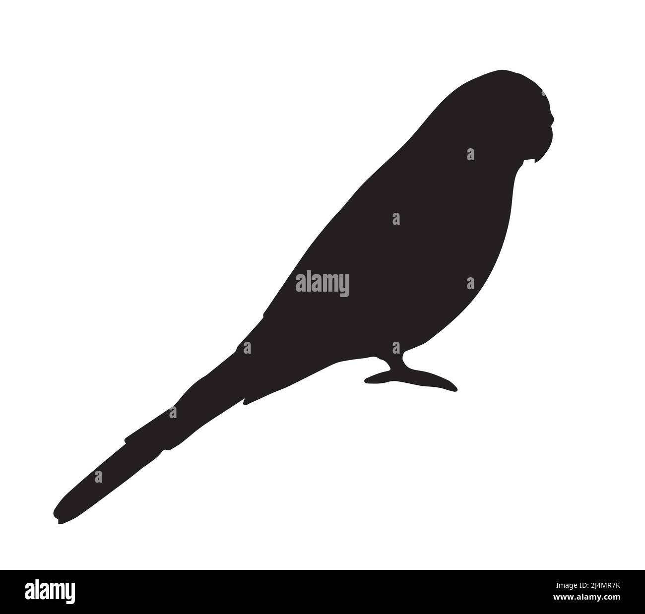 Vector black budgie parrot silhouette isolated on white background ...