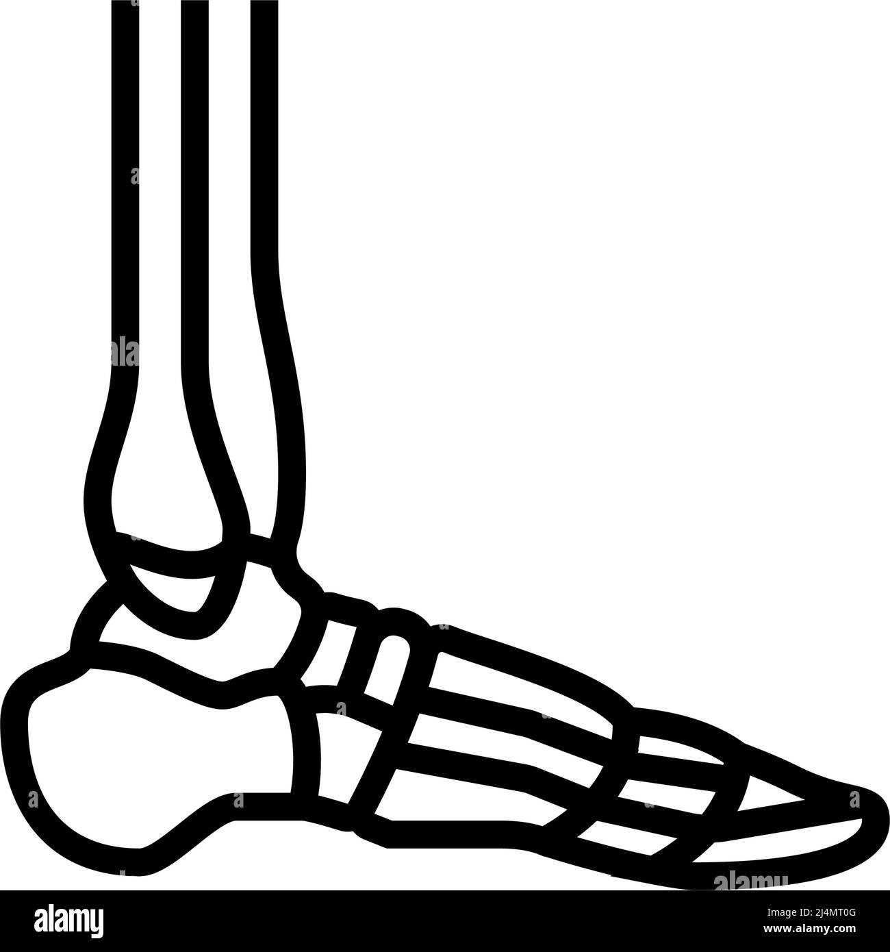 ankle bone line icon vector illustration Stock Vector Image & Art - Alamy