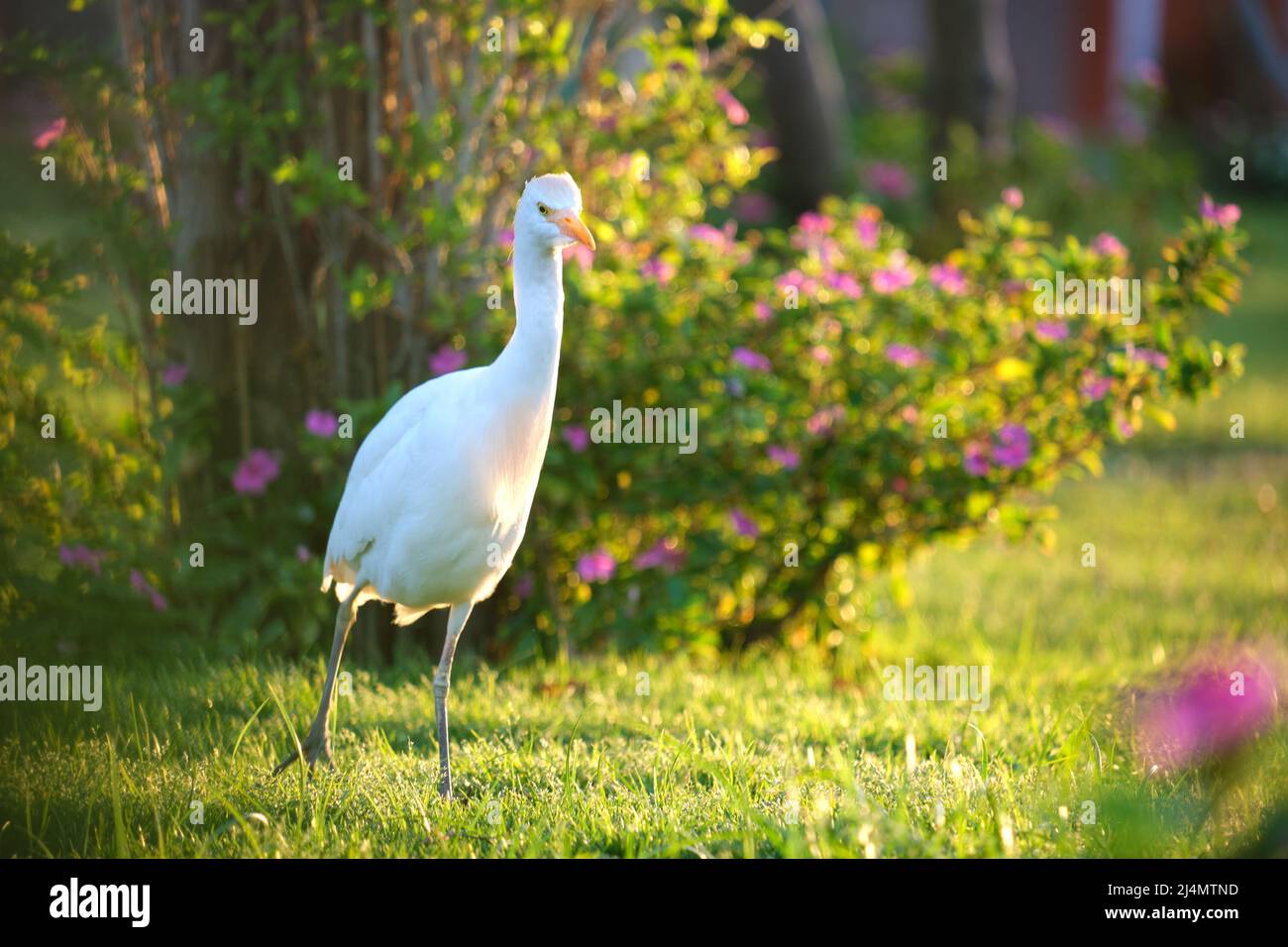 White cattle egret wild bird, also known as Bubulcus ibis walking on ...