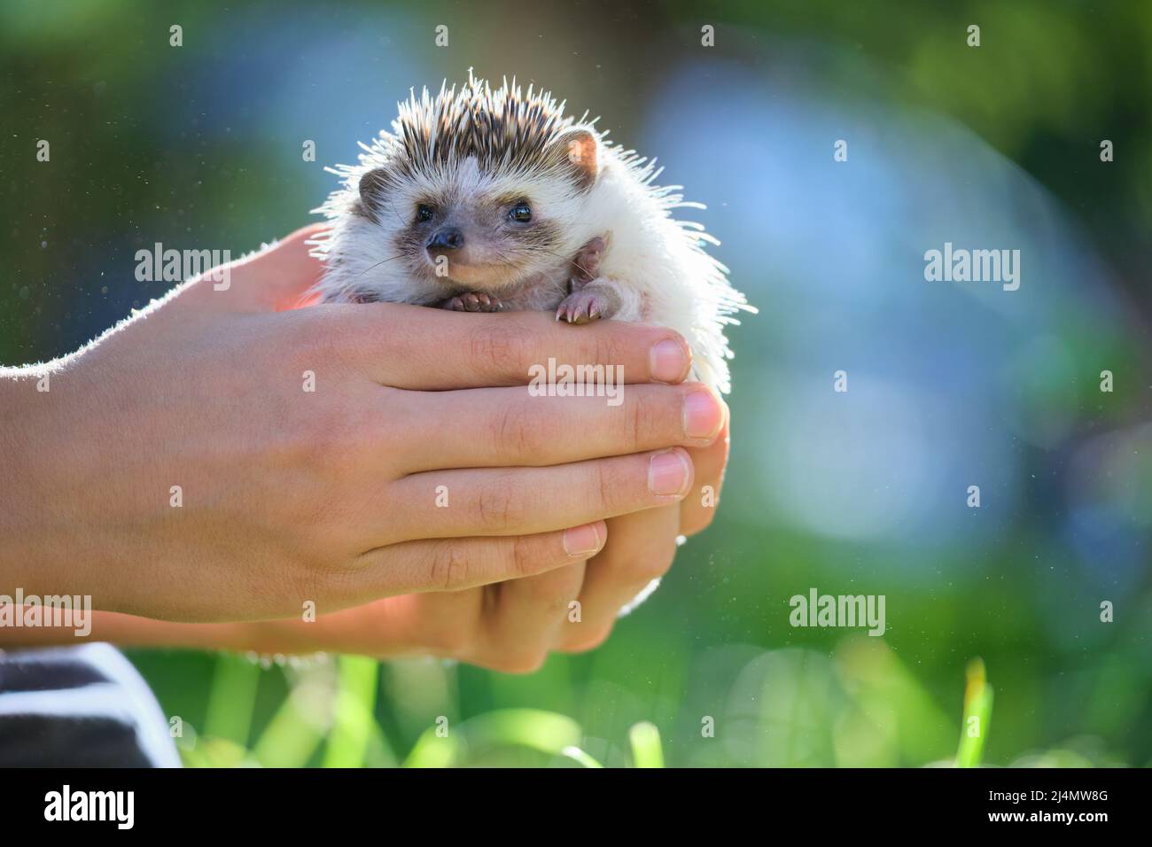 Human hands holding little african hedgehog pet outdoors on summer day ...