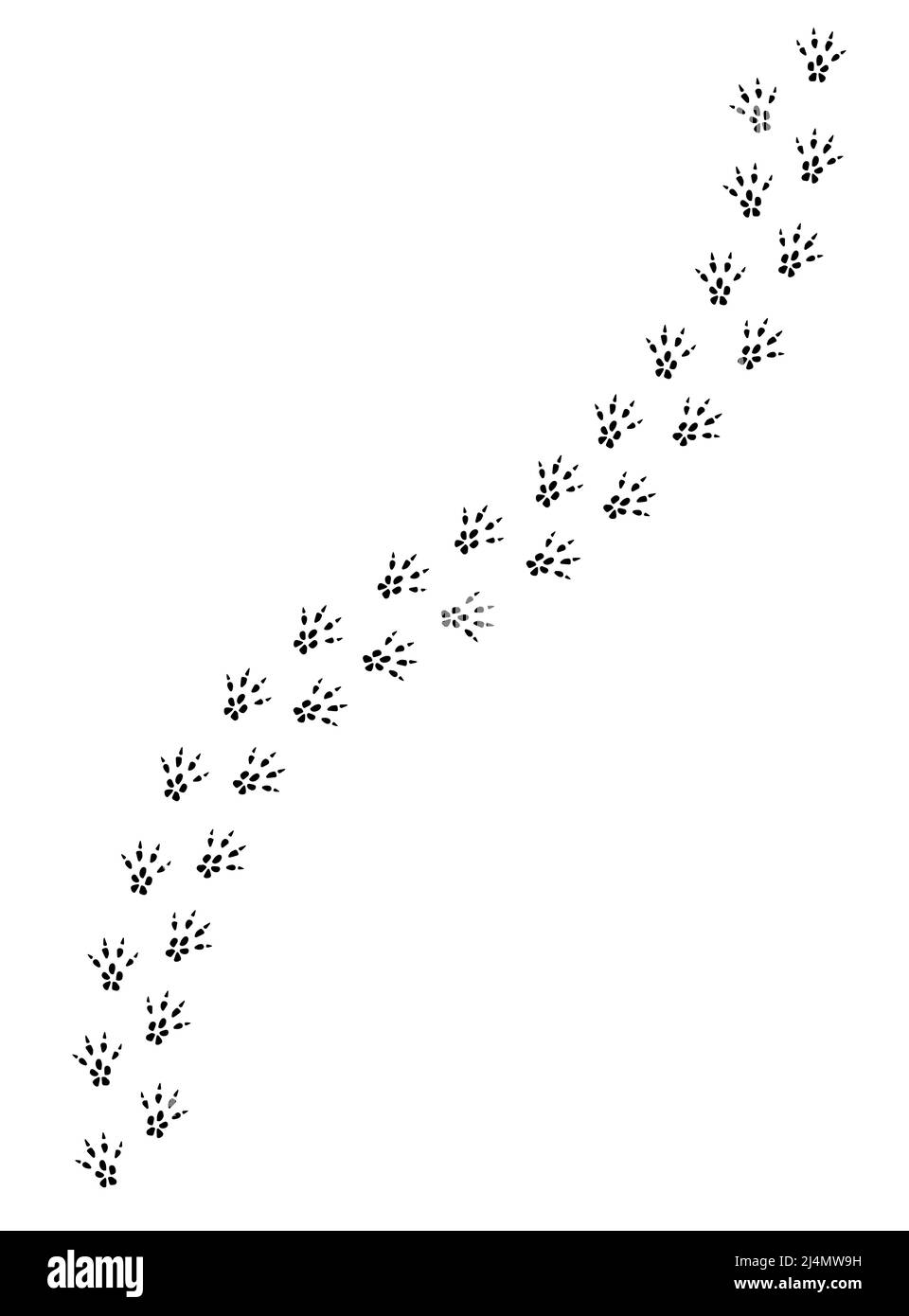 Vector black rat mouse foot print path isolated on white background ...