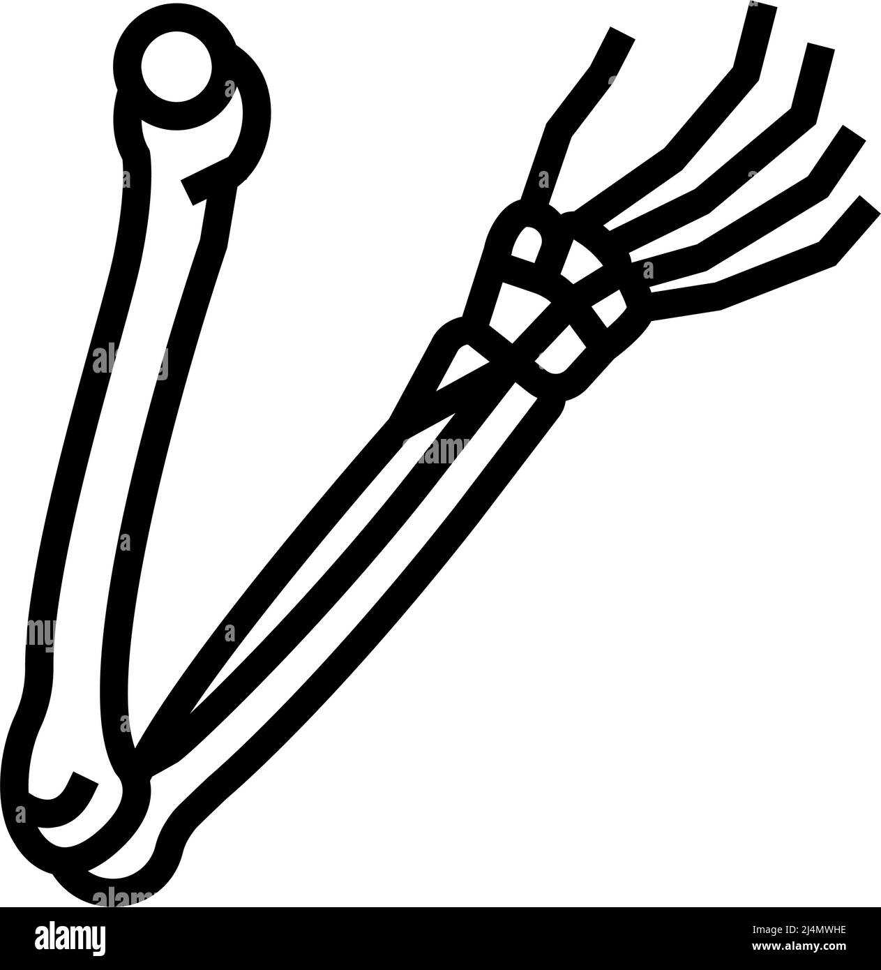 Arms anatomical Stock Vector Images - Alamy