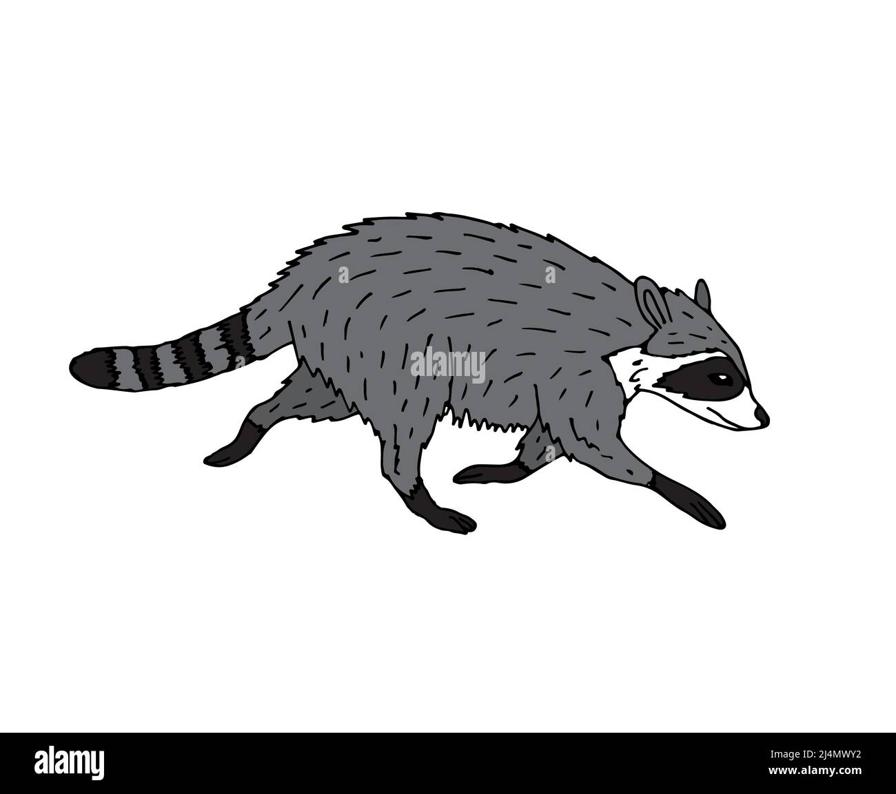 Vector hand drawn colored doodle sketch raccoon isolated on white ...
