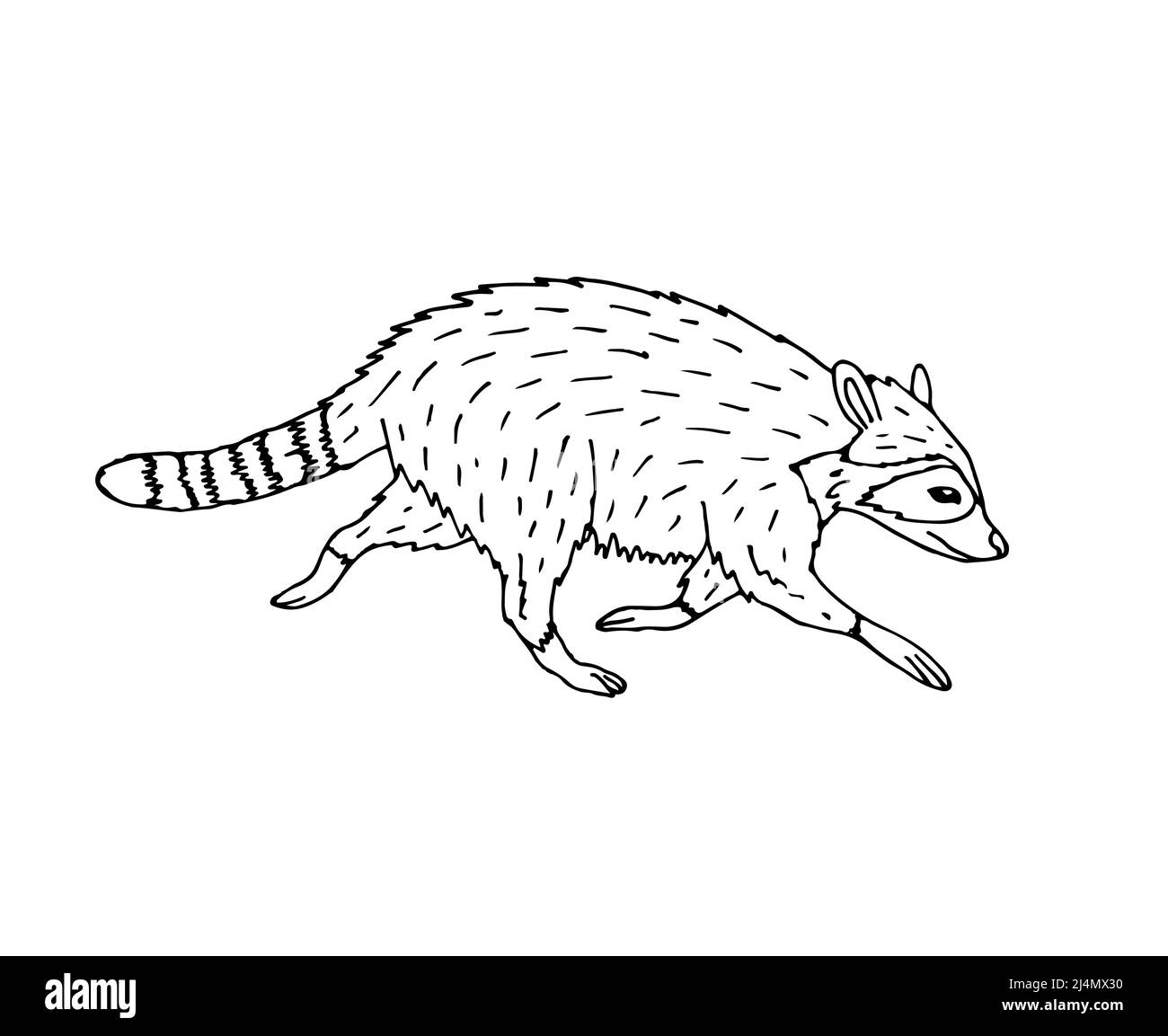 Vector hand drawn doodle sketch raccoon isolated on white background ...