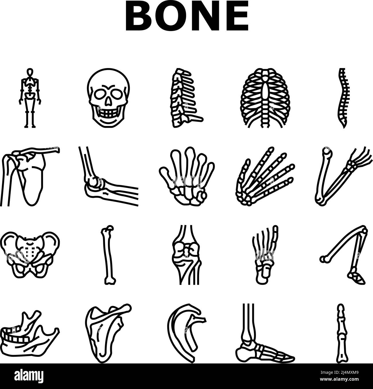 Bone Human Skeleton Structure Icons Set Vector Stock Vector Image And Art