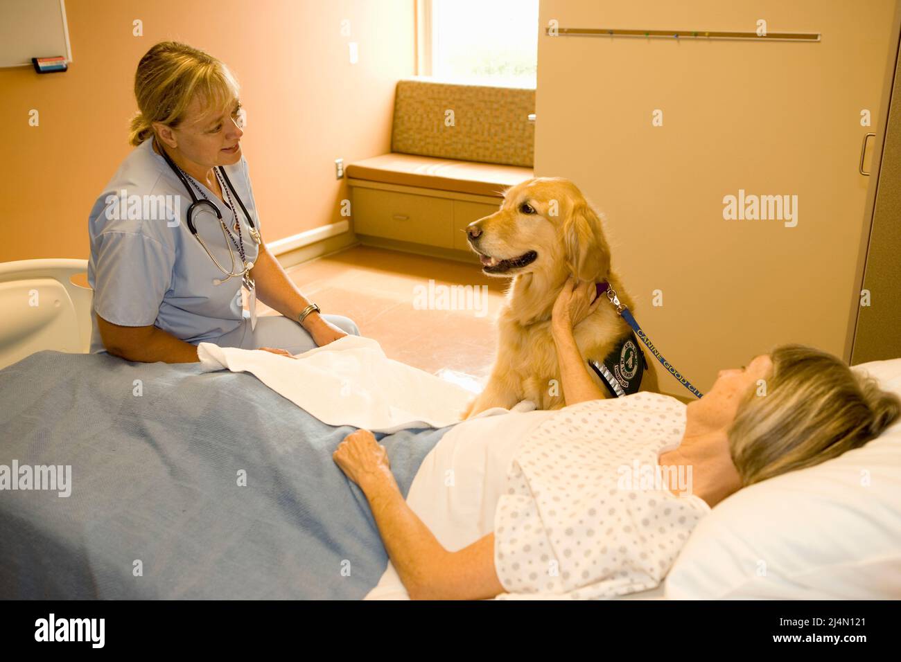 Golden Retriever, trained for animal assisted therapy, in a private ...