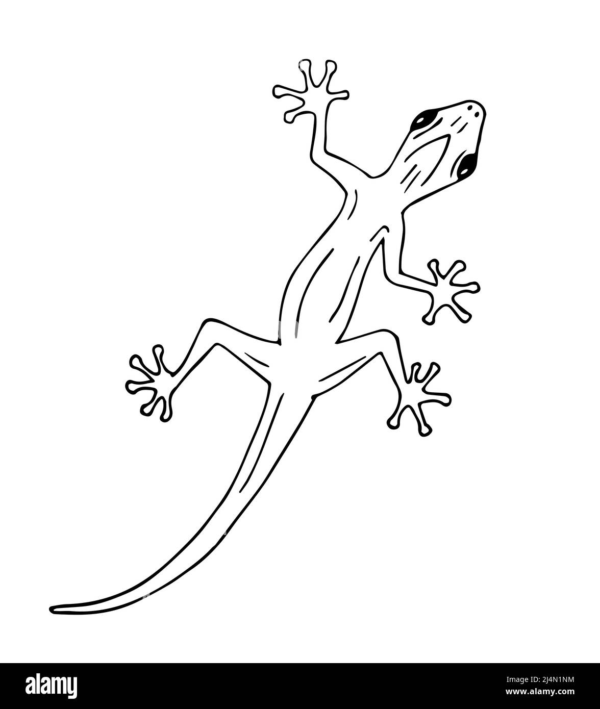 Vector hand drawn doodle sketch gecko lizard isolated on white ...