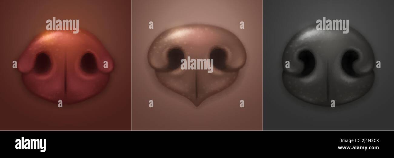 Cute dog noses, canine snout front. Vector realistic illustrations of ...