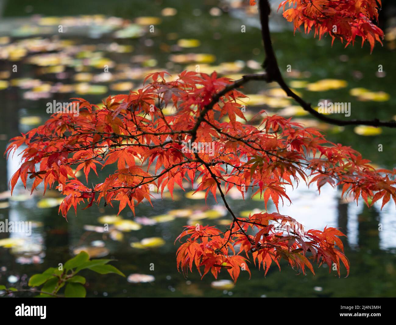 Acer palmatum japanese maple photograph hi-res stock photography and ...