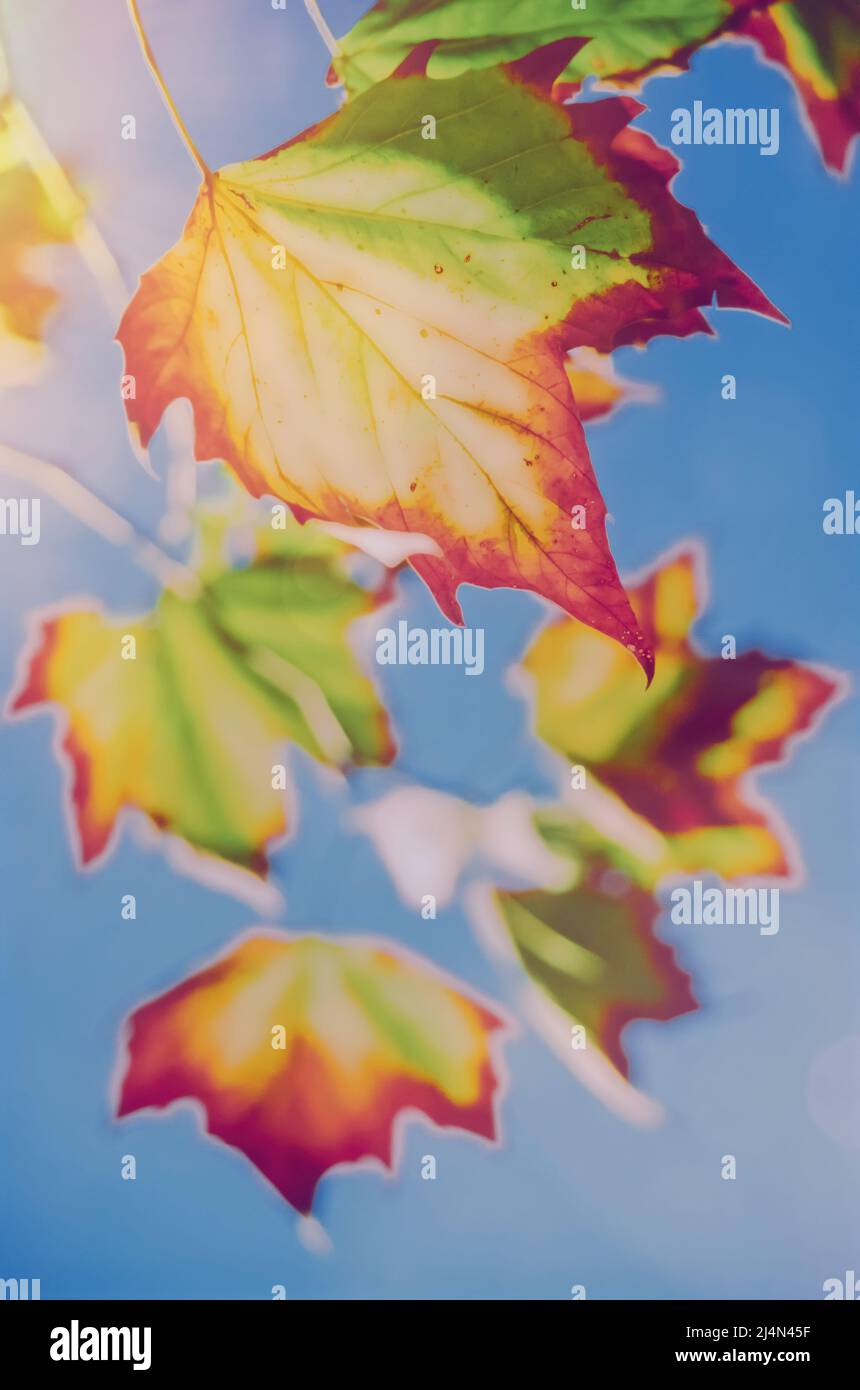 Leaves fluttering hi-res stock photography and images - Alamy