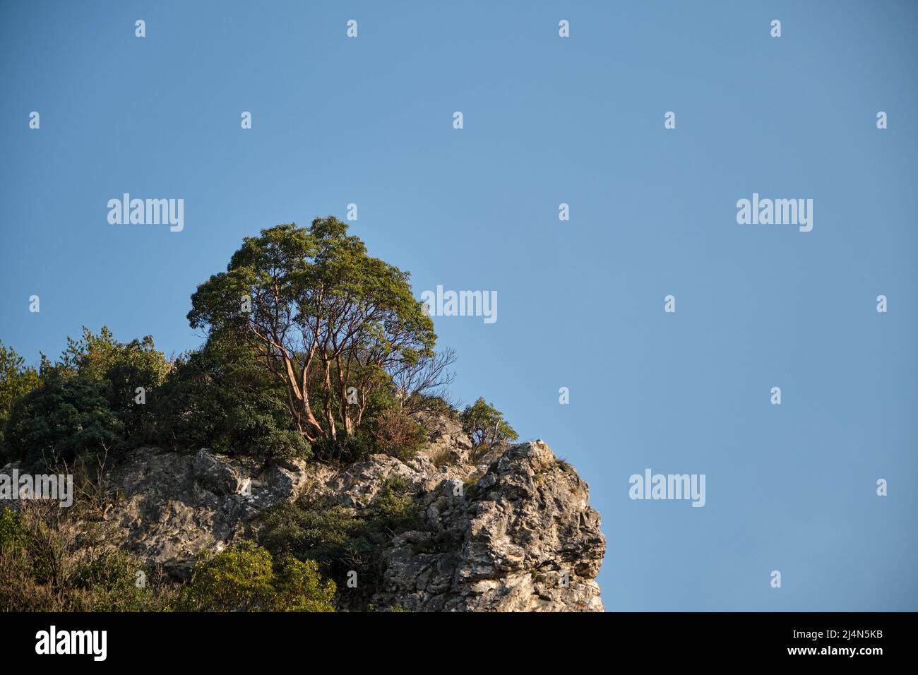 Low angle single tree view . A tree formed at stone corner Stock Photo ...