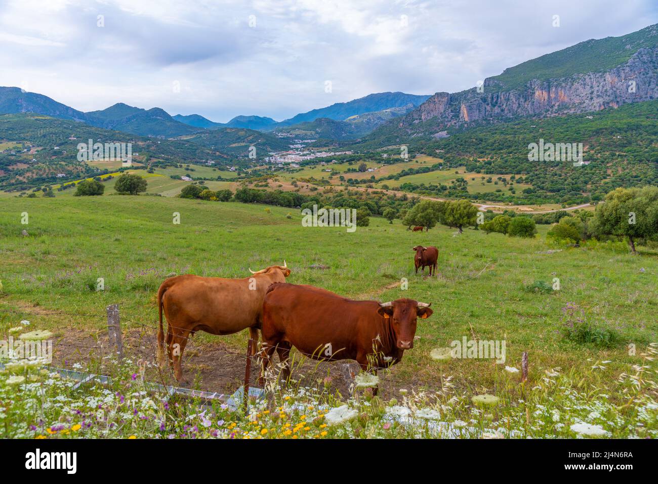 Cows grazing with Ubrique town in background, Spain Stock Photo - Alamy