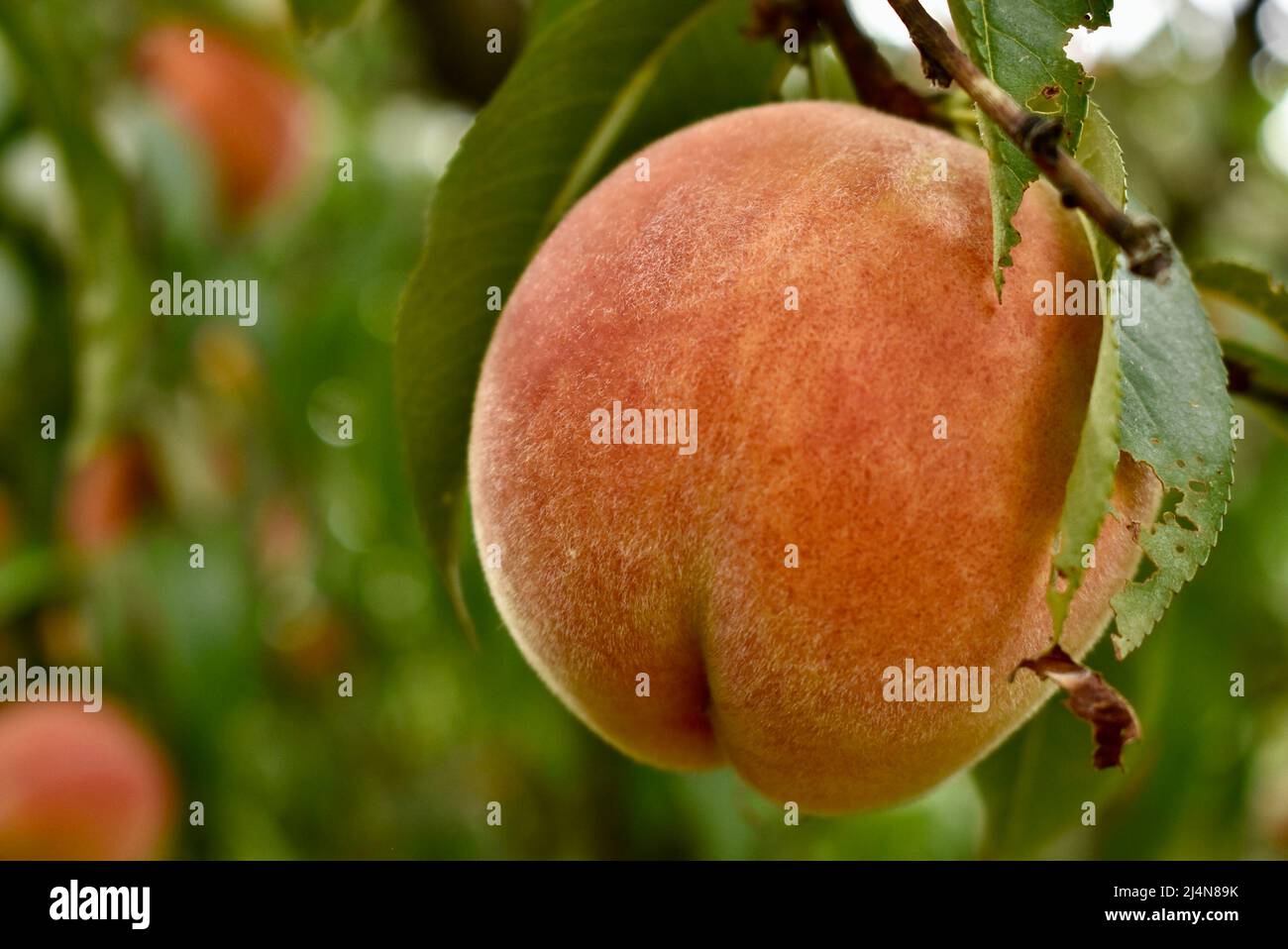 Peach on the tree hi-res stock photography and images - Alamy