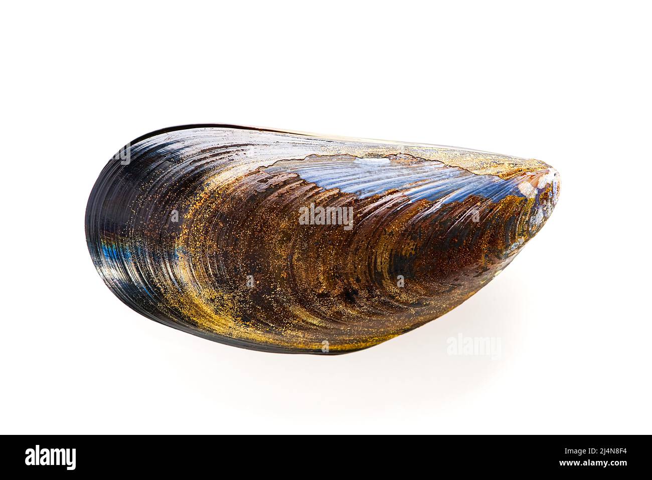 Boiled mussel isolated on a white background. deliciousness Stock Photo ...