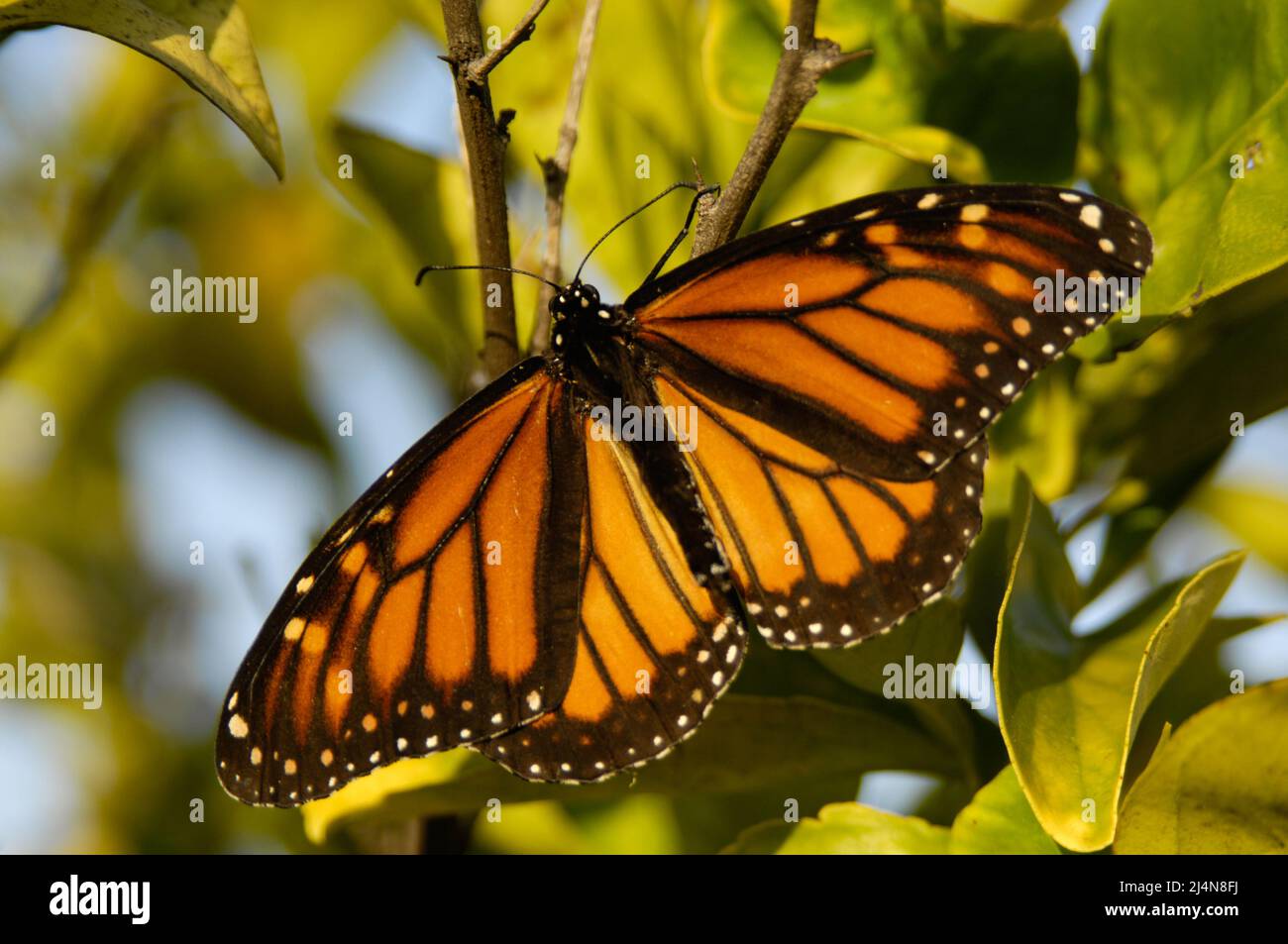 Monarch butterfly rests on a tree in the garden Stock Photo - Alamy