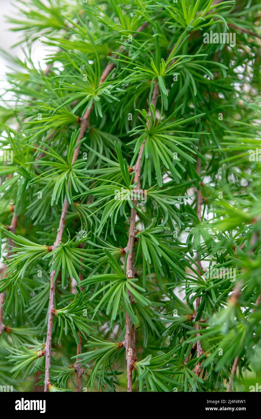 Young branches of Larix kaempferi (STIFF WEEPER) Japanese larch. Close ...