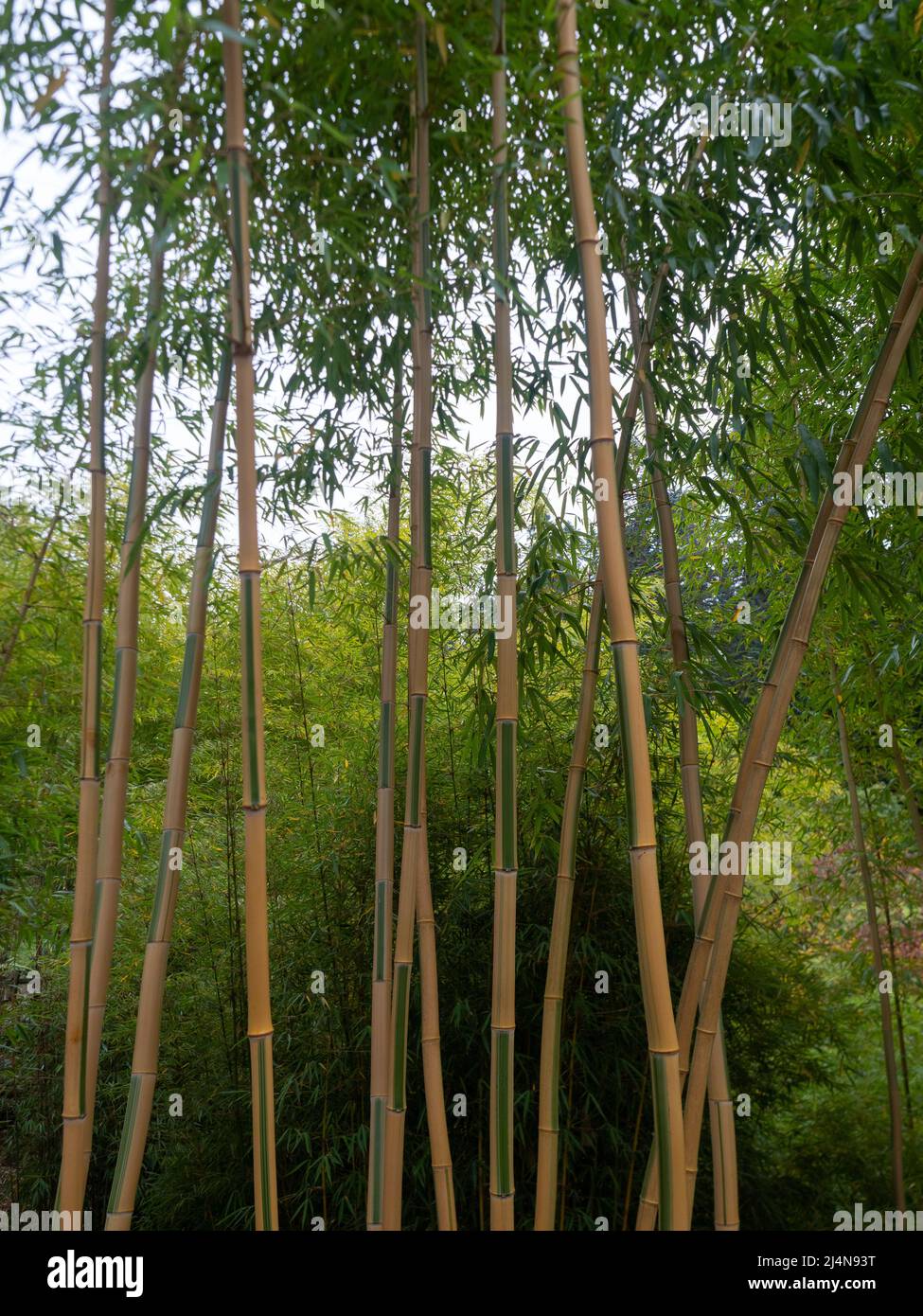 Showy Yellow Grove Bamboo in Hoyt Arboretum in tan and green canes ...