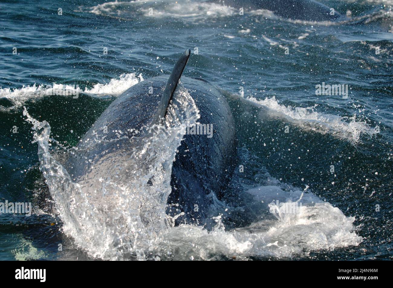Southern resident Orca swimming fast off the shore of San Juan Island ...