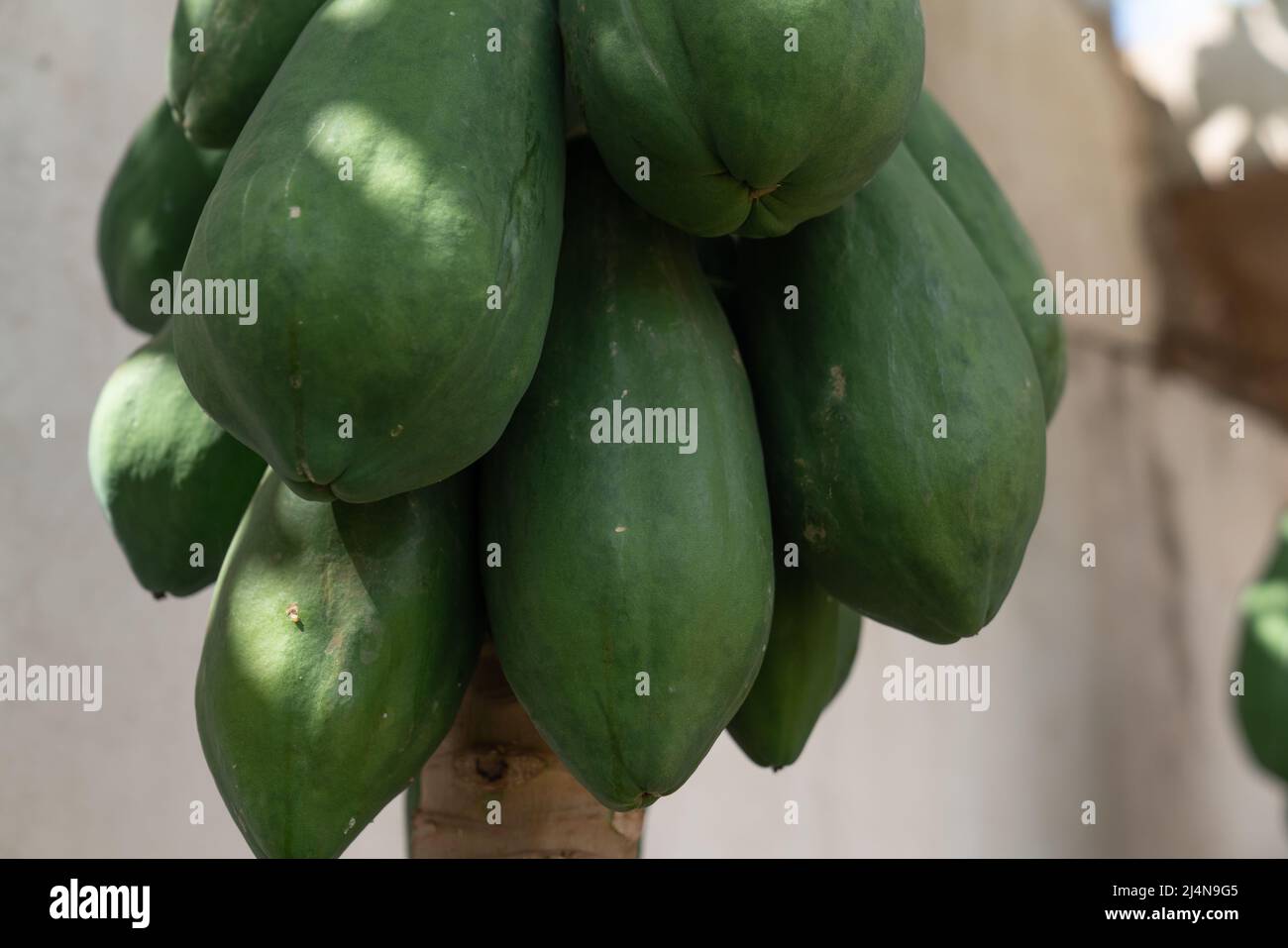 Mamon leaf hi-res stock photography and images - Alamy