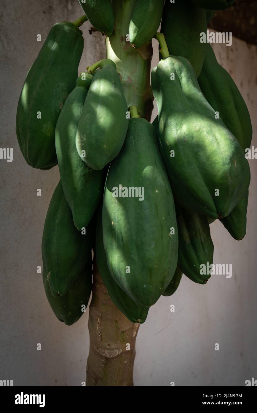 Mamon hi-res stock photography and images - Alamy