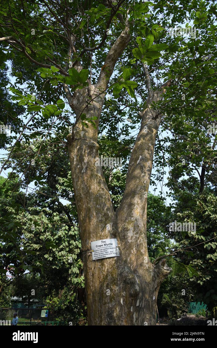 Lagerstroemia parviflora hi-res stock photography and images - Alamy
