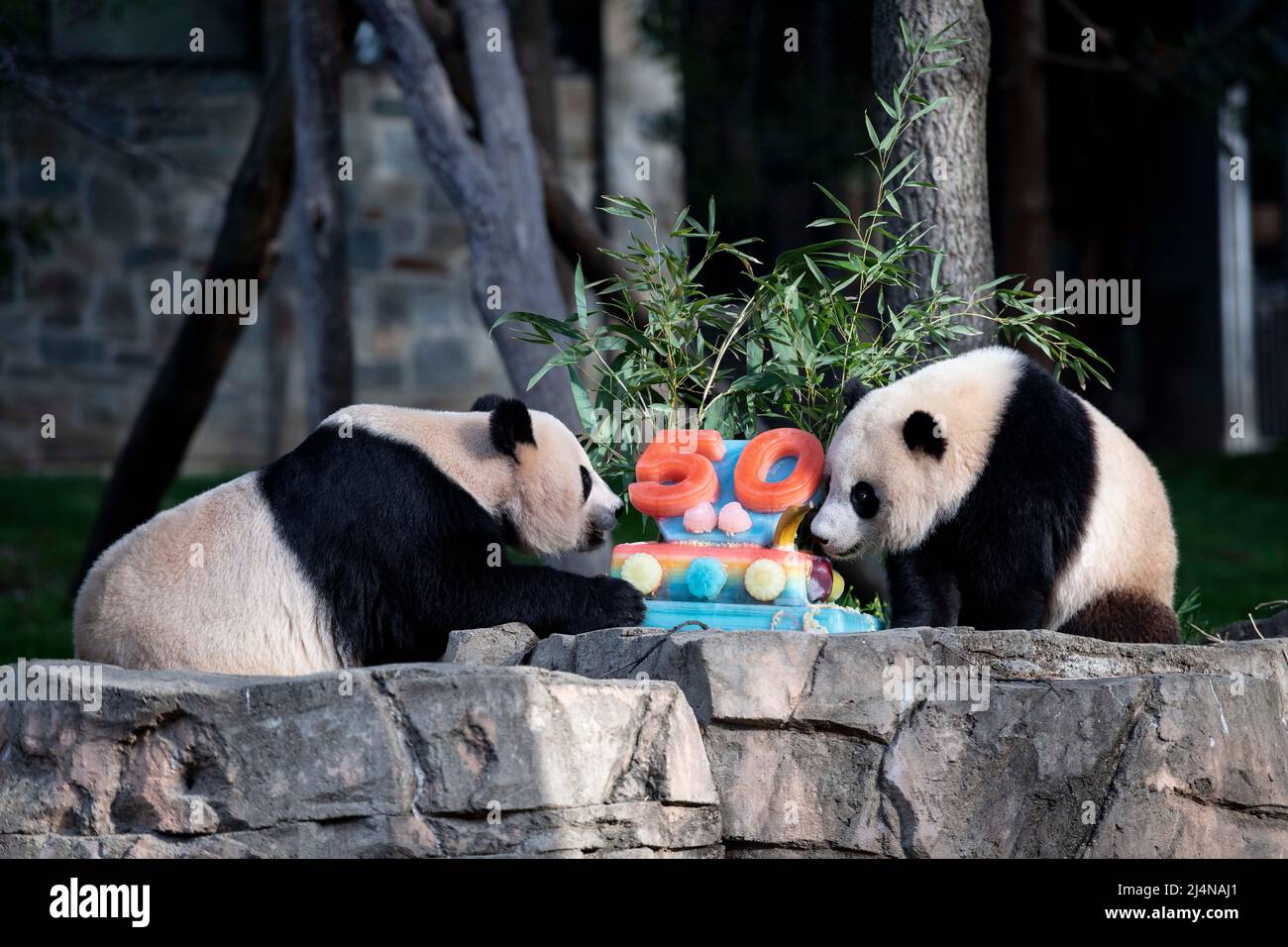 Washington Dc Usa 16th Apr 2022 Giant Panda Cub Xiao Qi Ji R And
