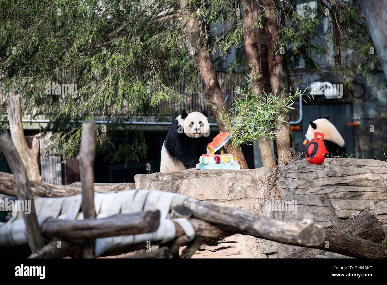 Washington Dc Usa 16th Apr 2022 Giant Panda Cub Xiao Qi Ji R And