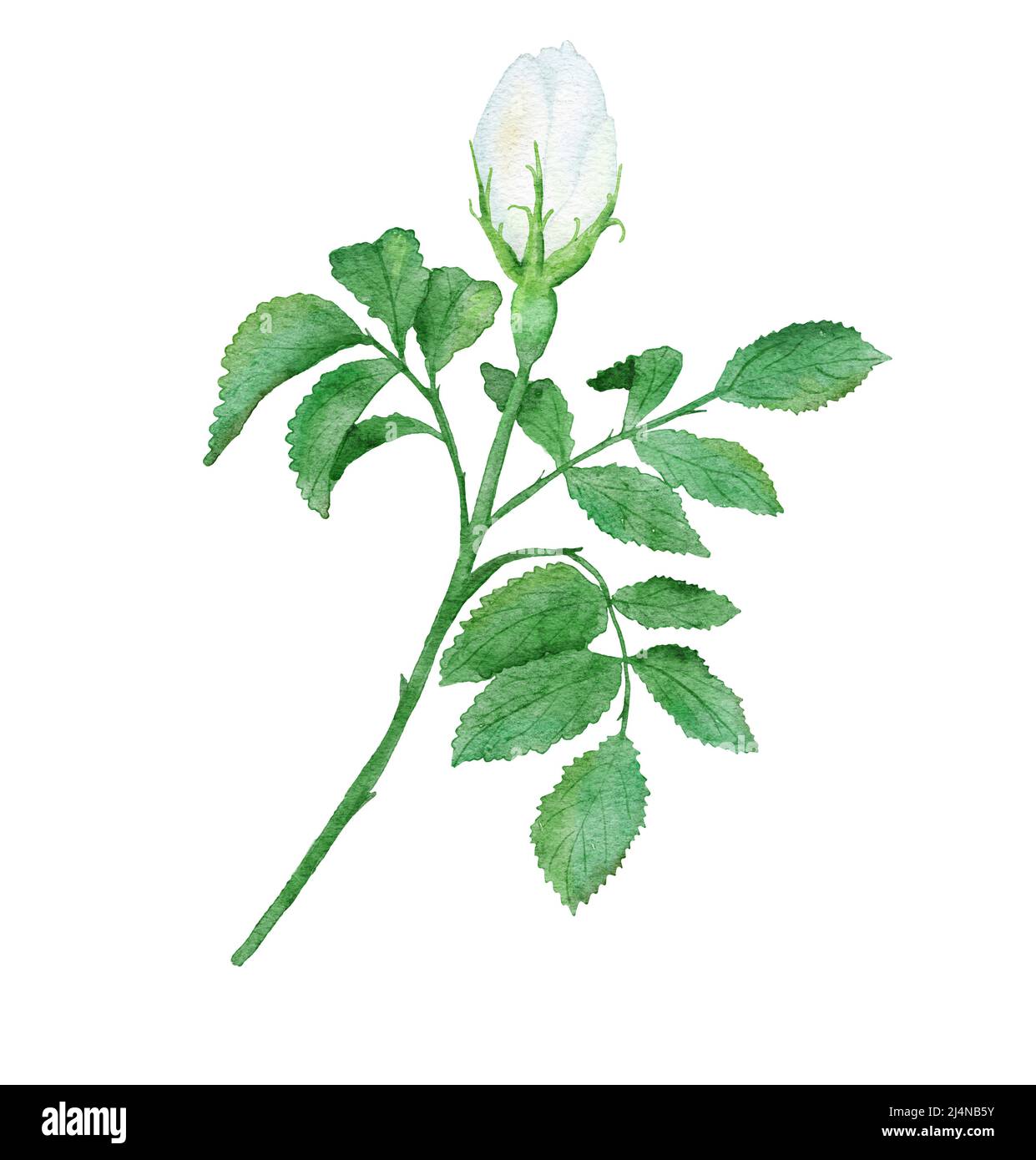 Watercolor hand drawn white wild rose flower bud with green leaves ...