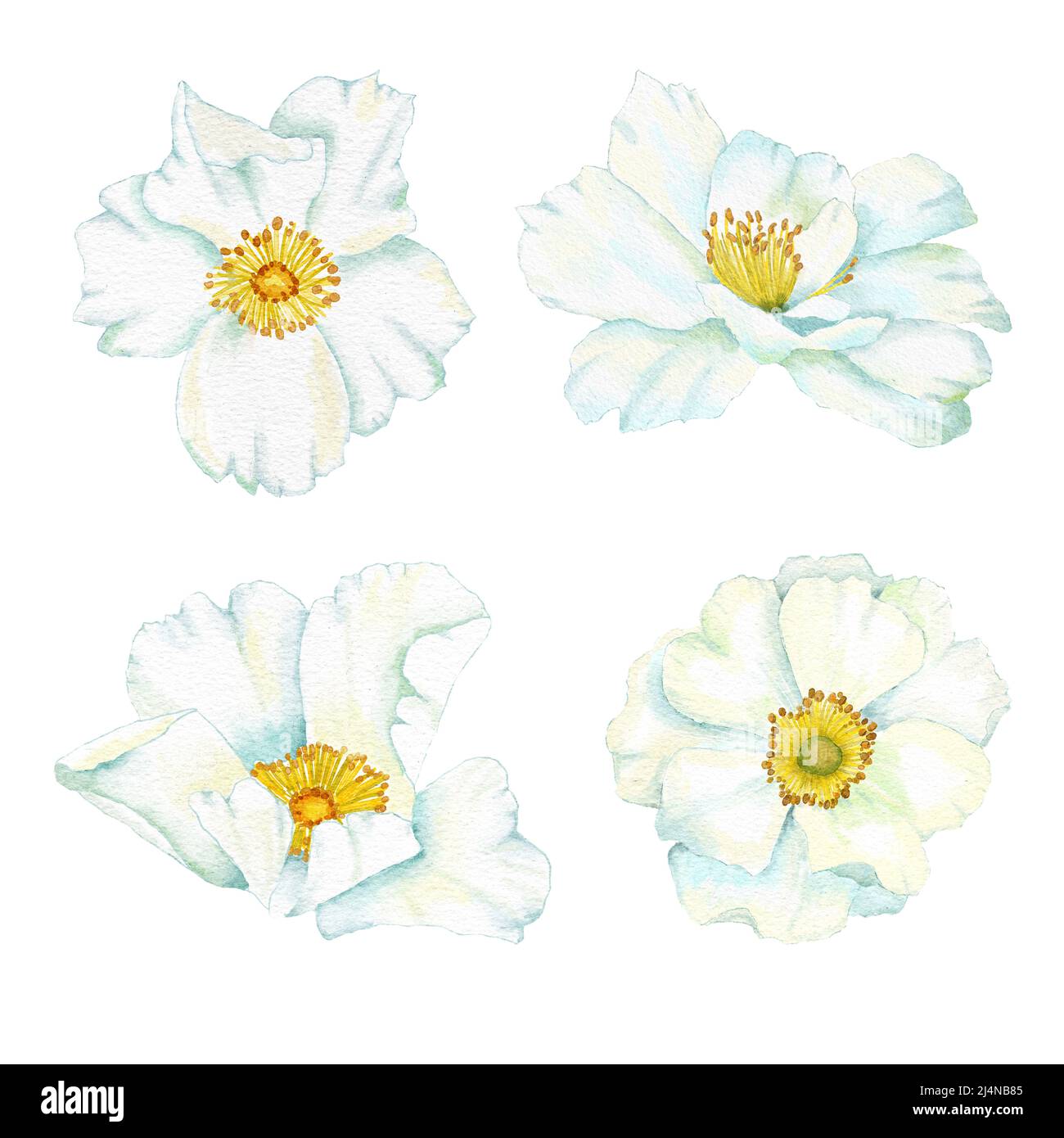 Watercolor hand drawn white wild rose flower bud with green leaves ...