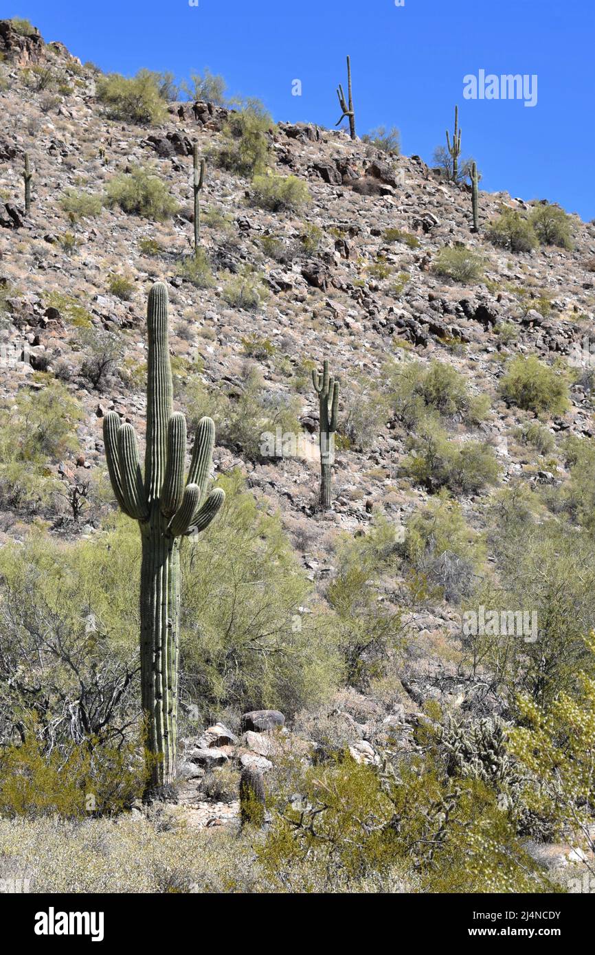 View at White Tank Mountain Regional Park in Waddell Arizona. The ...