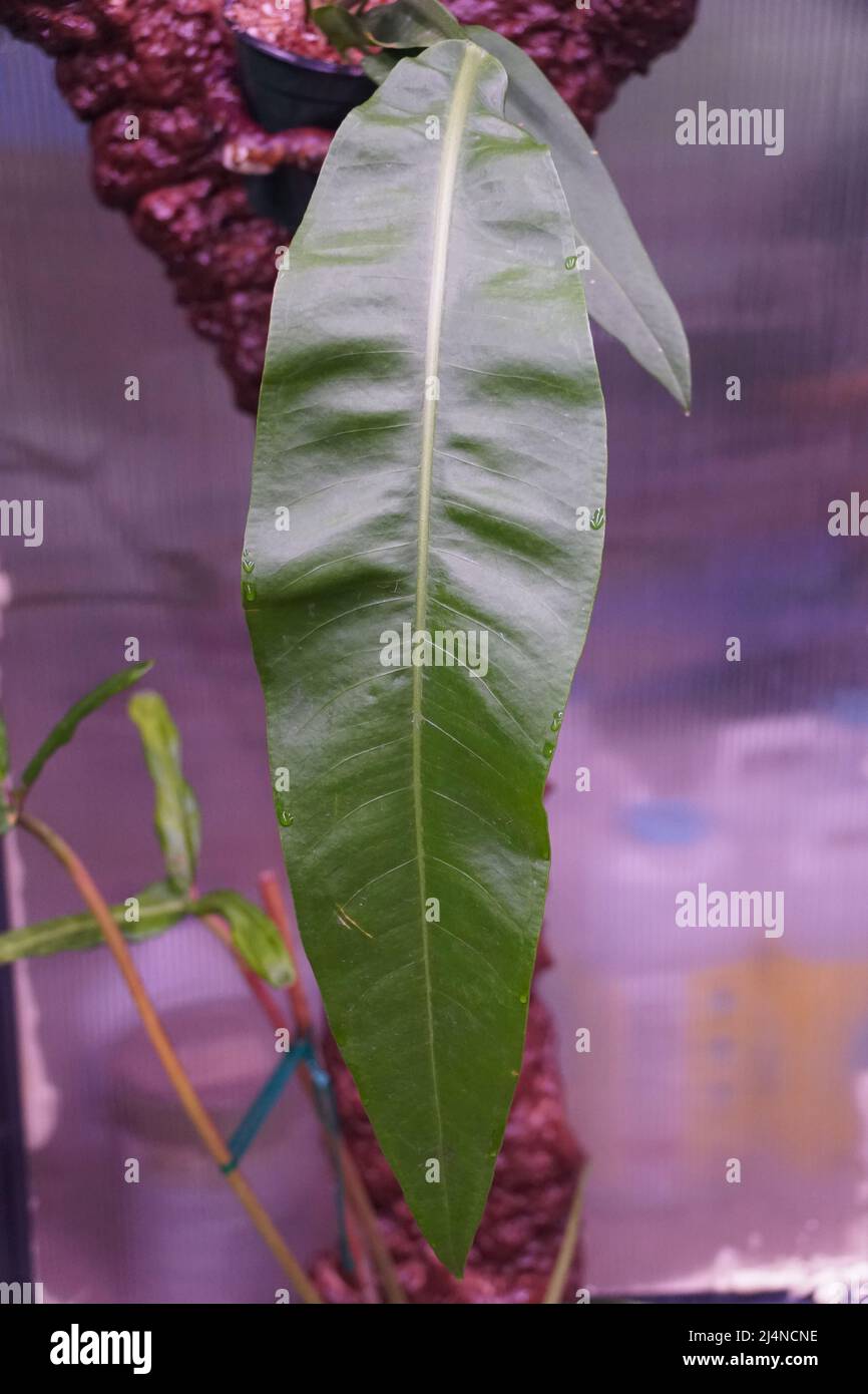 Closeup of a long leaf of Anthurium Coriaceum San Juan Stock Photo - Alamy