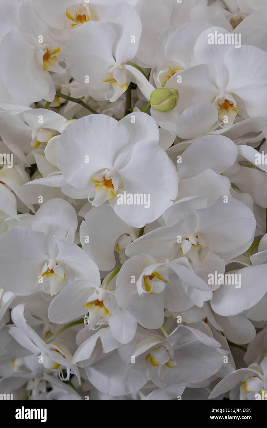 Group white orchids phalaenopsis hi-res stock photography and images ...